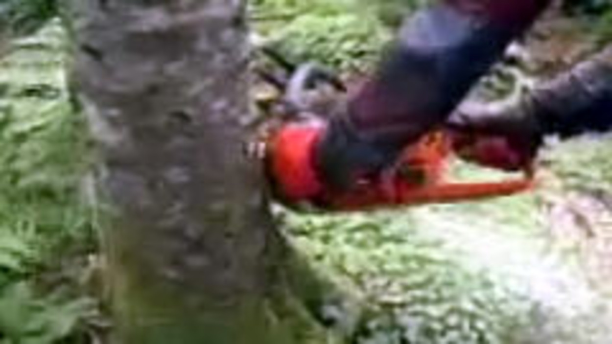 De la forêt aux bancs d'école | Radio-Canada