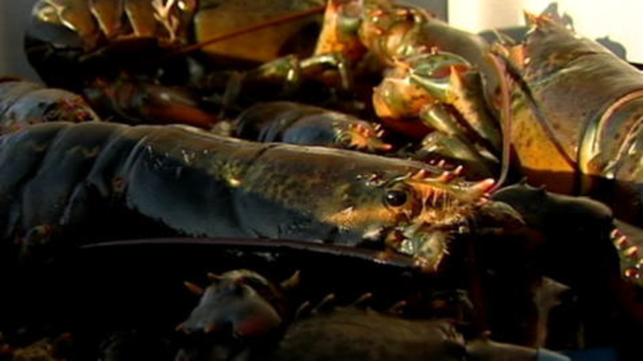 Front commun pour le homard | Radio-Canada