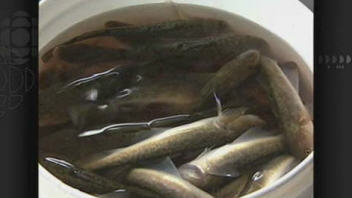 La pêche au poulamon est finie | Radio-Canada