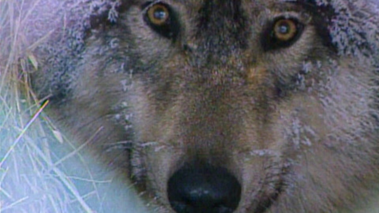 Des récompenses pour chasser les loups | Radio-Canada