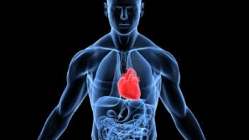 Les cellules cardiaques se renouvellent | Radio-Canada