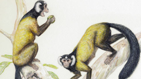 Les ancêtres de l'homme seraient asiatiques | Radio-Canada