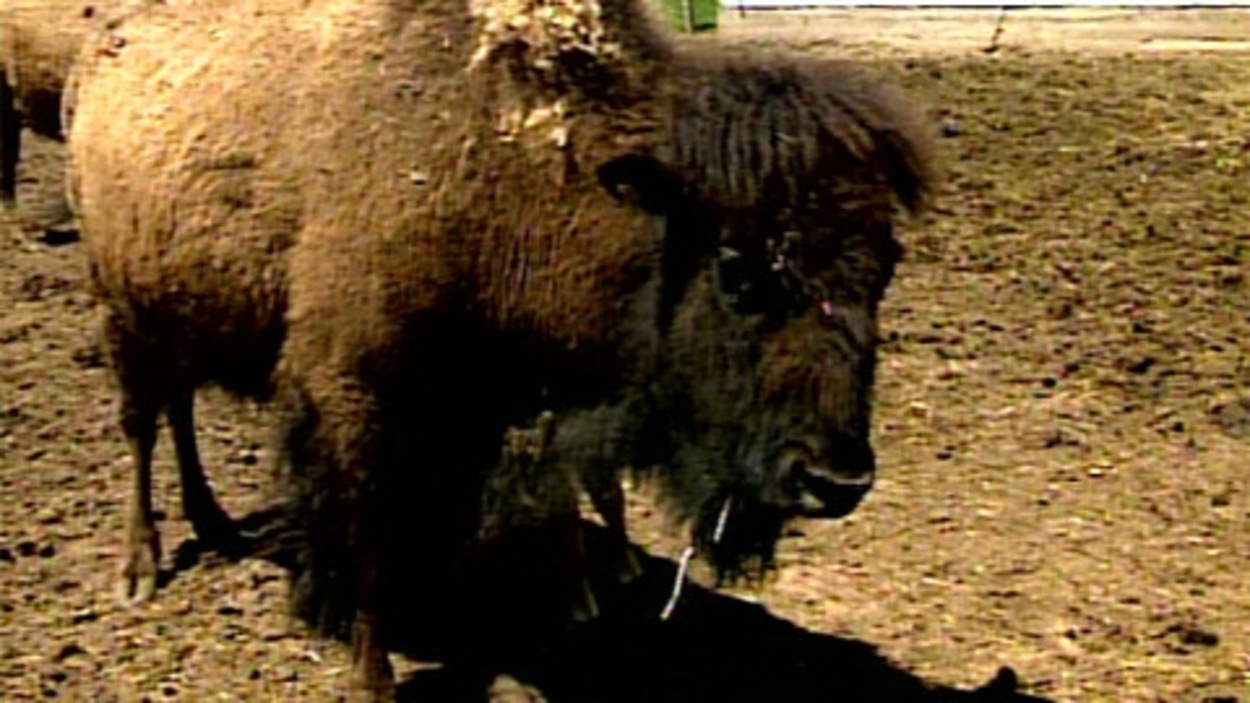 Des bisons albertains envoyés en Sibérie | Radio-Canada