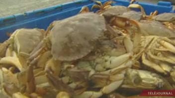 De bonnes prises | Radio-Canada