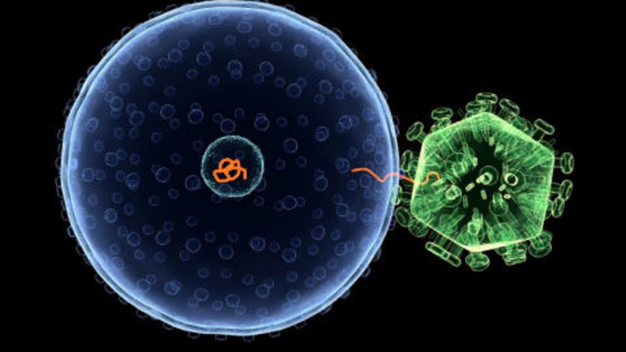 L'immunité naturelle expliquée? | Radio-Canada