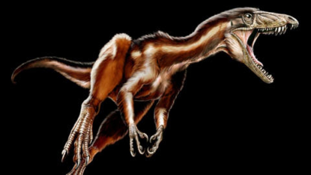 Voici le Tawa hallae! | Radio-Canada