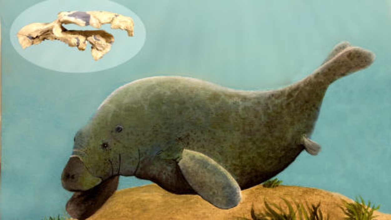 Vache marine d'un autre temps | Radio-Canada