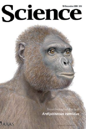 Ardi, découverte de l'année | Radio-Canada