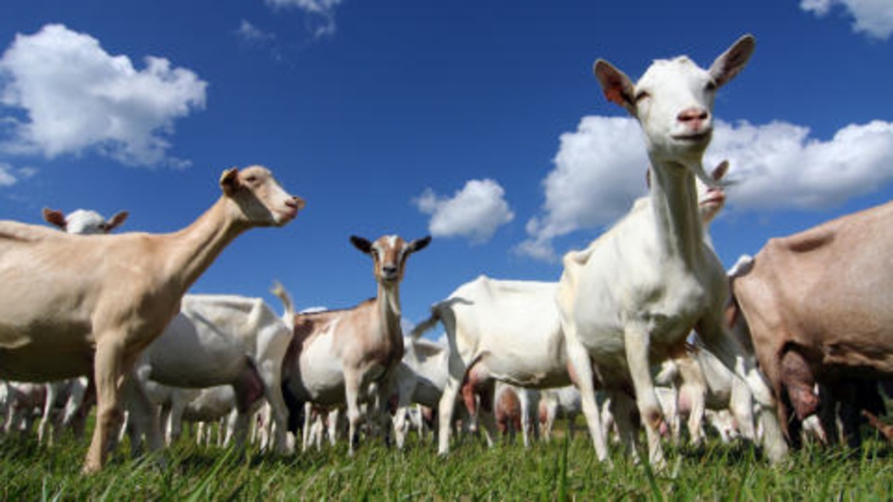 La Ferme Chimo a été vendue | Radio-Canada