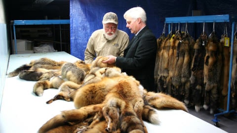 Le marché de la fourrure reprend de la vigueur | Radio-Canada