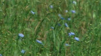 5,9 millions pour le lin | Radio-Canada