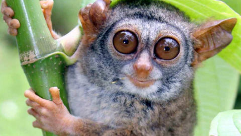 Des primates en danger | Radio-Canada