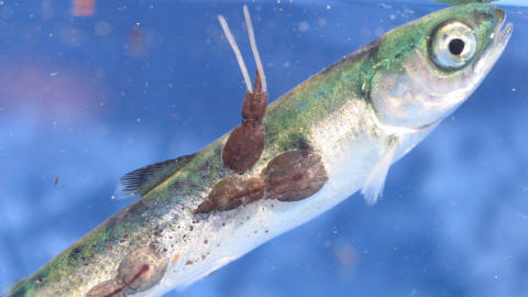 Victoria cacherait des informations | Radio-Canada