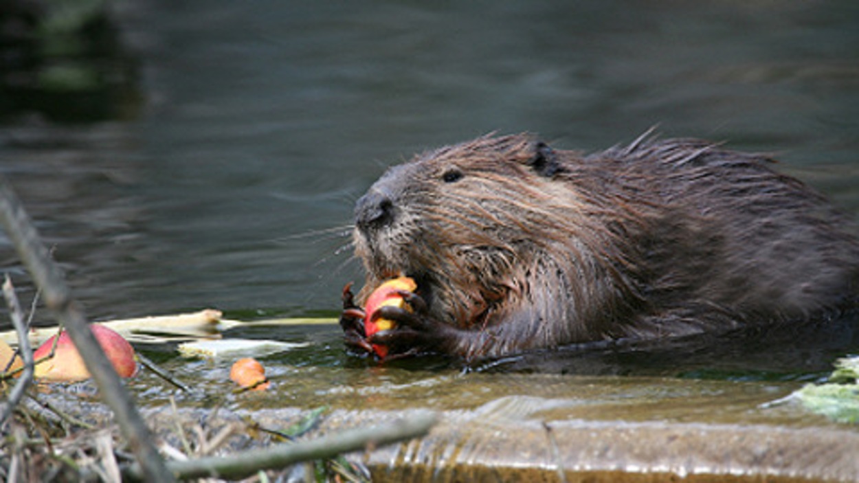 Les castors coûtent cher | Radio-Canada