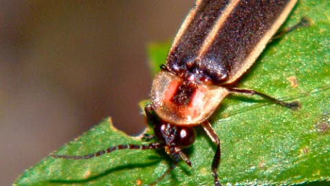 Le spectacle intéressé des lucioles | Radio-Canada