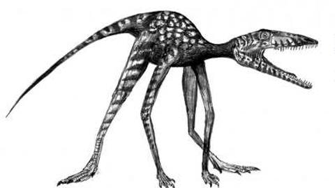 Des empreintes de 246 millions d'années | Radio-Canada