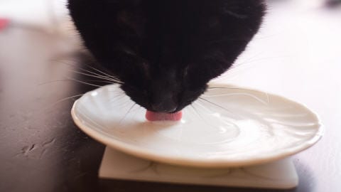 Sur l'art de laper | Radio-Canada