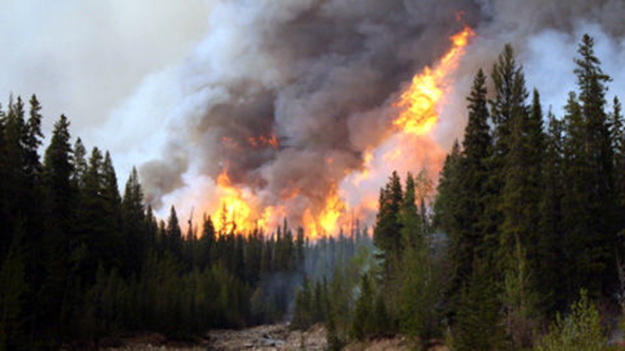 De l'importance des feux de forêts | Radio-Canada