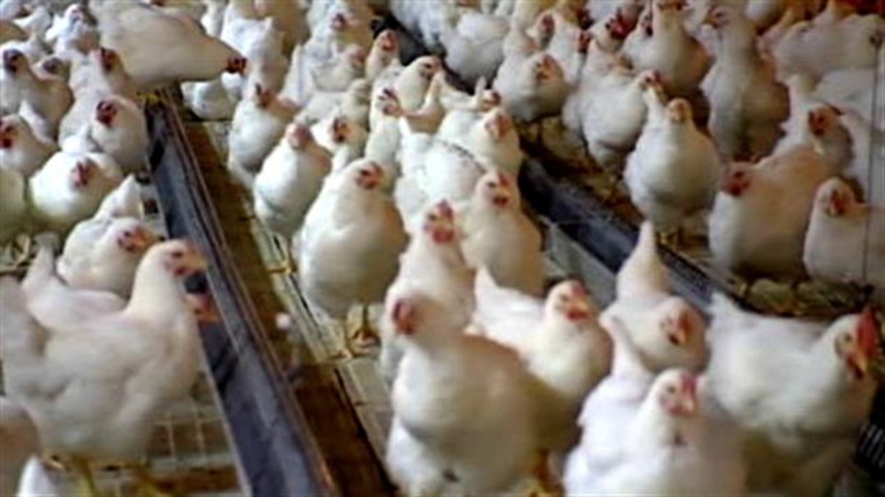 Nadeau Ferme Avicole lance une ultime offensive | Radio-Canada