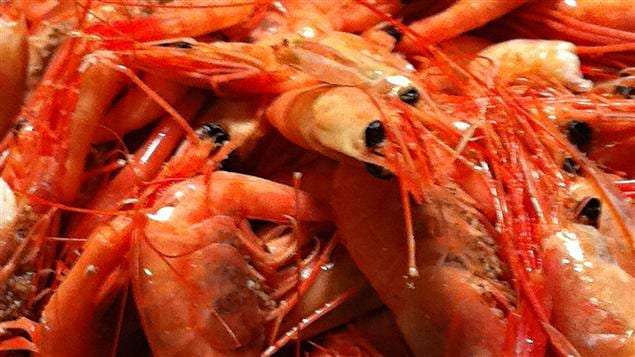 Des carapaces de crevettes aux vertus prometteuses | Radio-Canada.ca