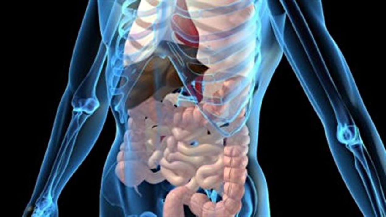 Modifier des bactéries pour lutter contre l'inflammation intestinale ...