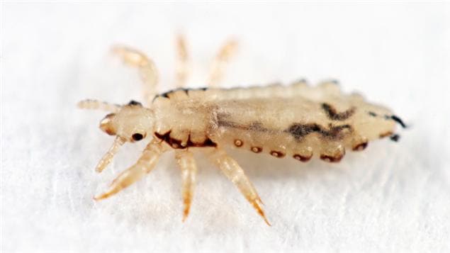 Des poux avant les dinosaures | Radio-Canada