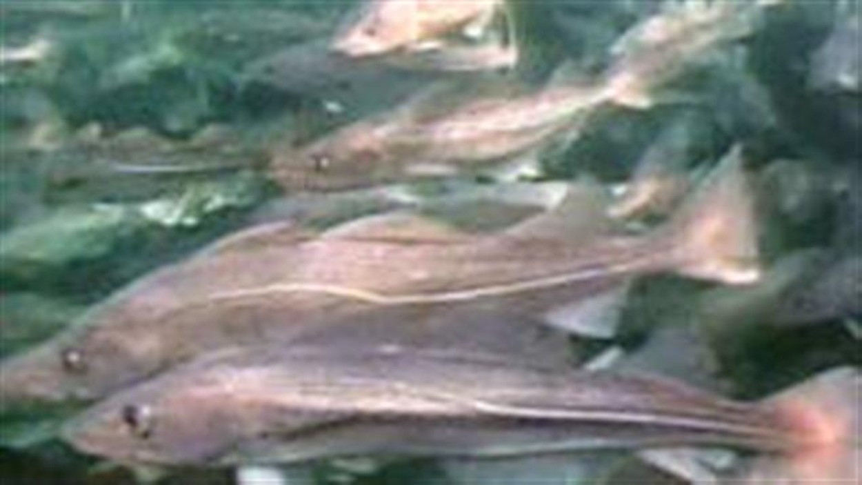 La morue fait un retour en Islande | Radio-Canada