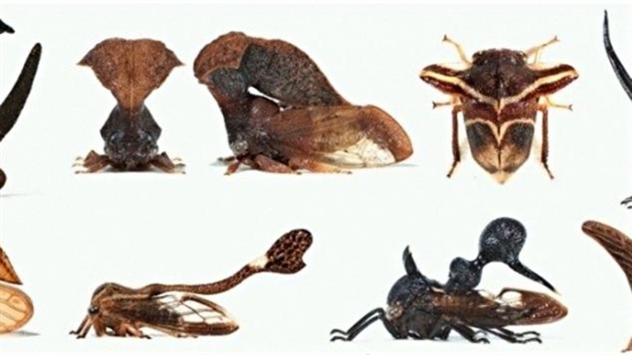 Des insectes avec trois paires d'ailes | Radio-Canada