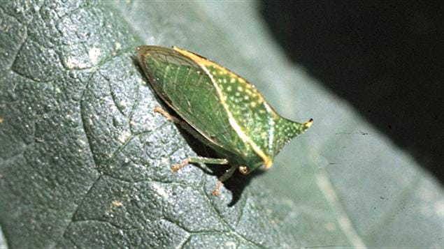 Des insectes avec trois paires d'ailes | Radio-Canada