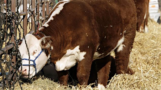 De la viande du Yukon dans les assiettes des Yukonnais | Radio-Canada