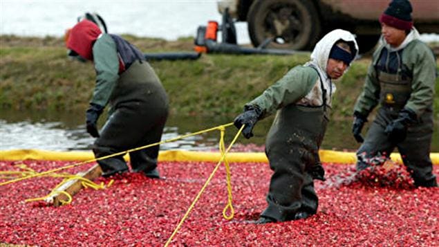 Des millions de canneberges seront produites en Mauricie | Radio-Canada