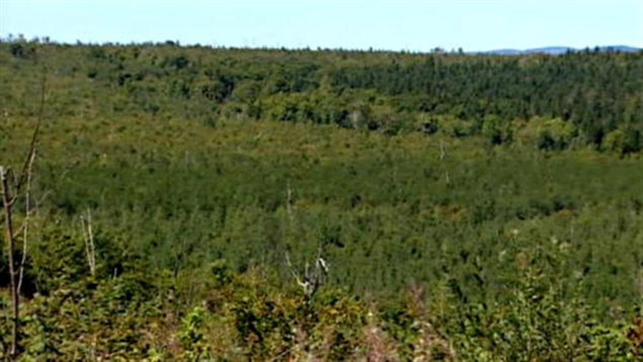 Danger de feux de forêt au Nouveau-Brunswick | Radio-Canada