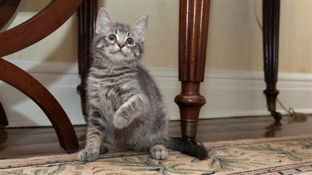 Le nouveau chat de Stephen Harper s'appelle Stanley | Radio-Canada