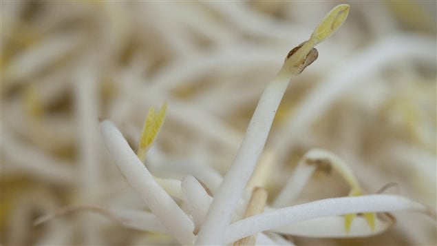 Épidémie en Europe : des germes de soja en cause | Radio-Canada