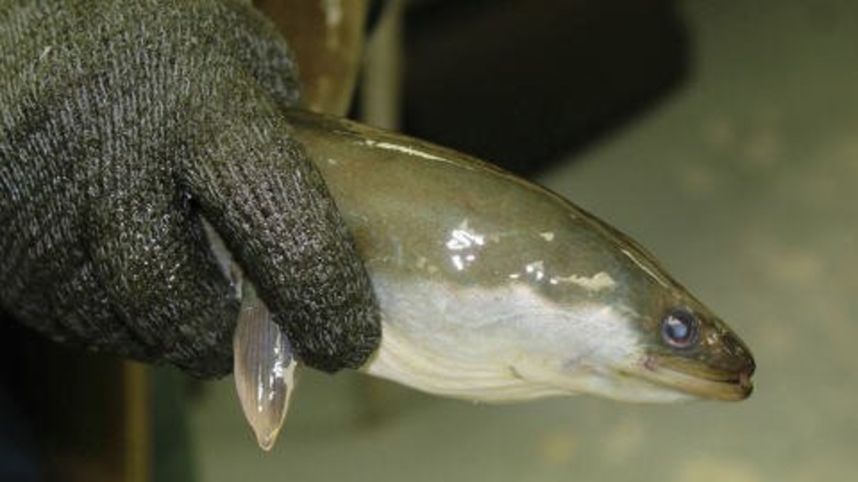 Le grand périple de l'anguille dévoilé par des scientifiques | Radio-Canada