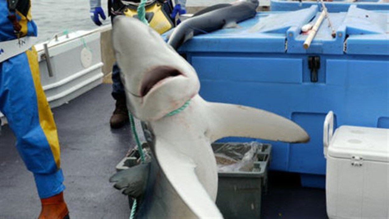 Une campagne pour interdire la vente d'ailerons de requins | Radio-Canada
