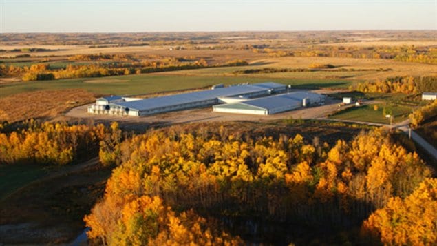 Neepawa : l'usine HyLife Foods compte 375 nouveaux employés | Radio-Canada