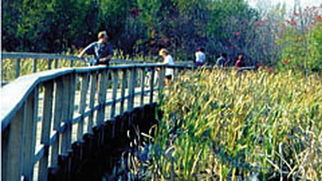 Un secteur du parc-nature du Bois-de-l'Île-Bizard réaménagé | Radio-Canada