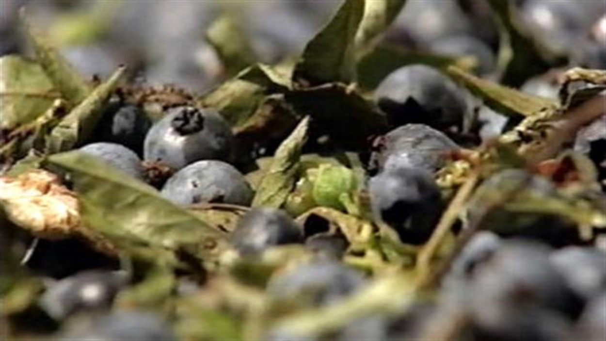 Prix du bleuet : des producteurs pressent le N.-B. d'agir | Radio-Canada