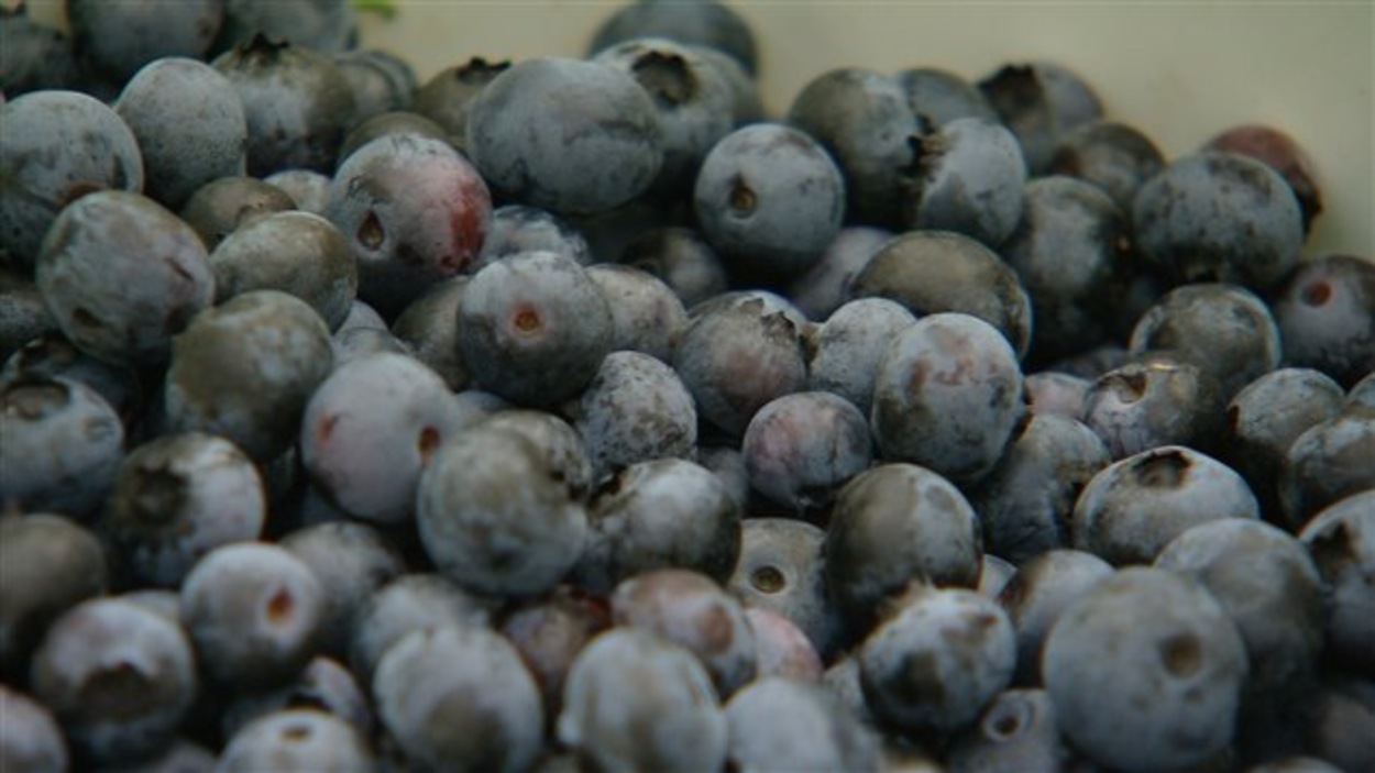 Le prix des bleuets déçoit les producteurs | Radio-Canada