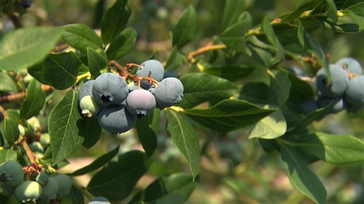 Cueilleurs de bleuets demandés en Mauricie et au Centre-du-Québec ...