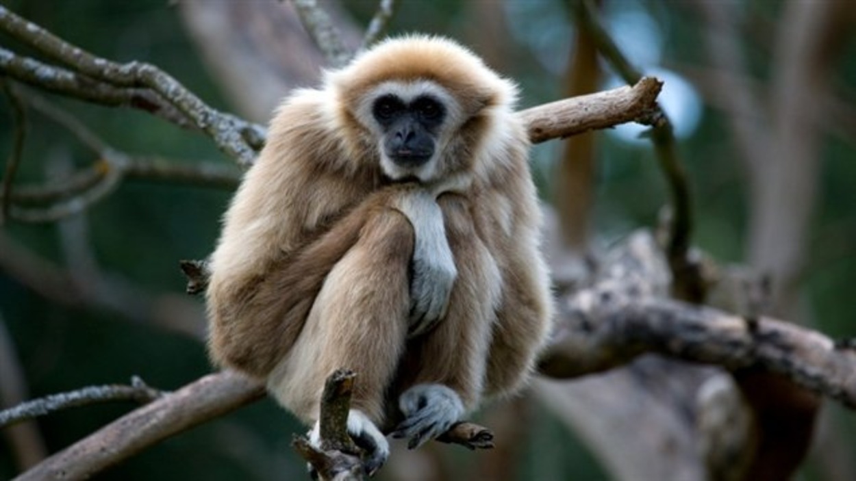 Sur les performances athlétiques du gibbon | Radio-Canada