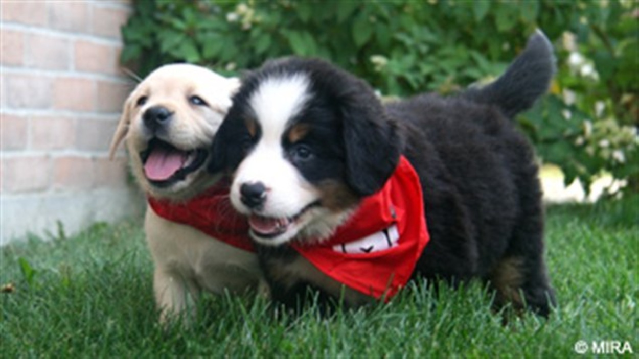 Des chiens Mira pour aider de jeunes enfants autistes | Radio-Canada