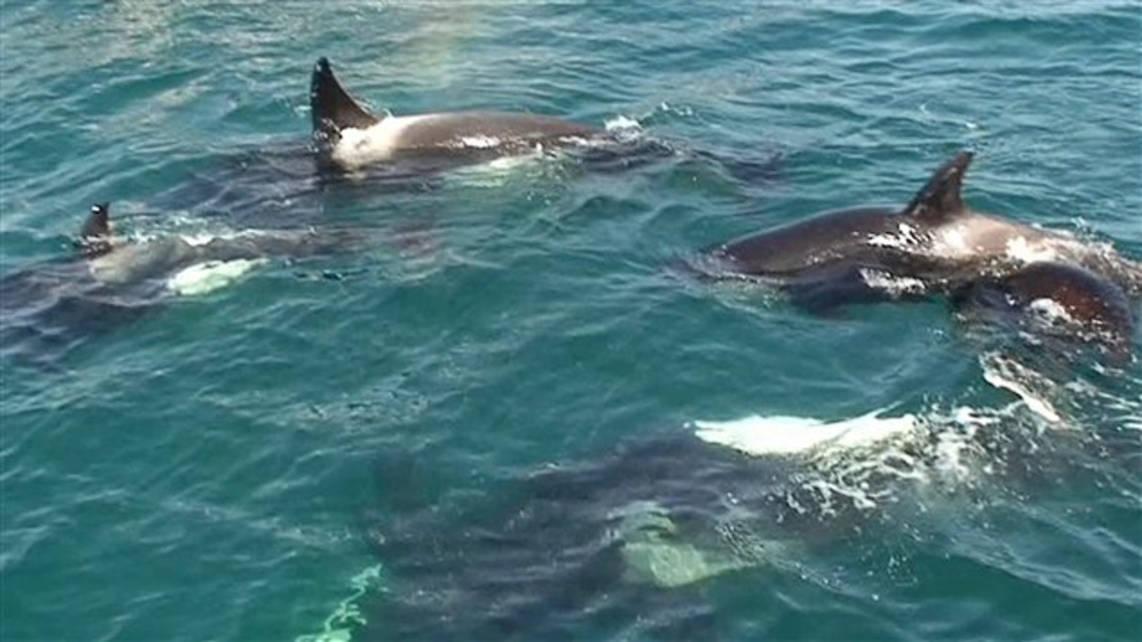 Quand les orques s'en prennent aux requins | Radio-Canada