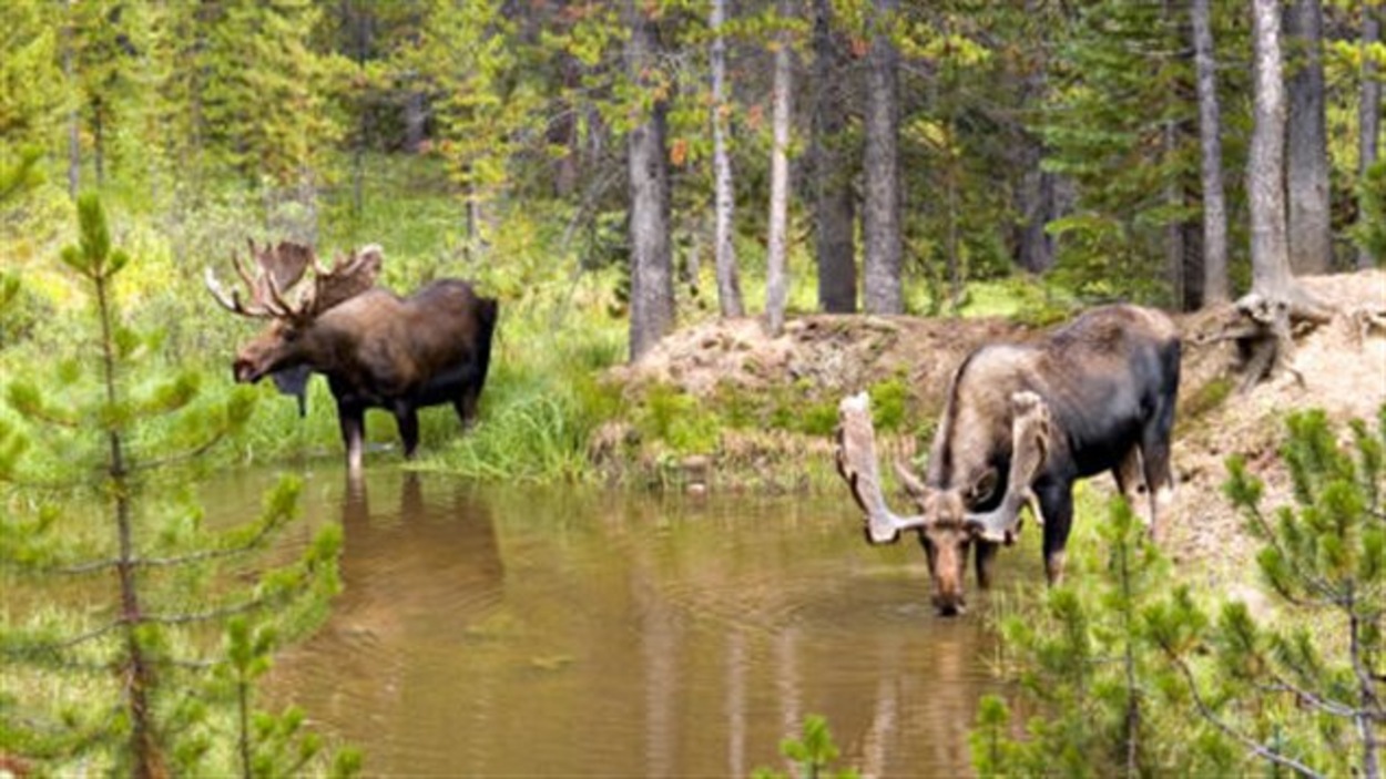 L'Est du Québec connaît une saison de chasse à l'orignal profitable ...