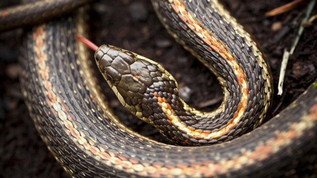 Le flair de la couleuvre | Radio-Canada