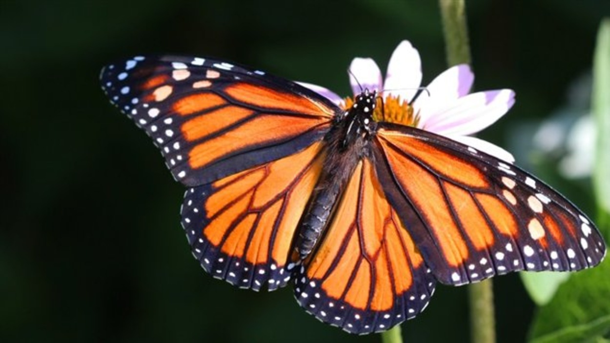 Le bagage génétique d'un papillon migrateur | Radio-Canada