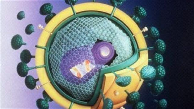 Une souche très rare du VIH se répand | Radio-Canada