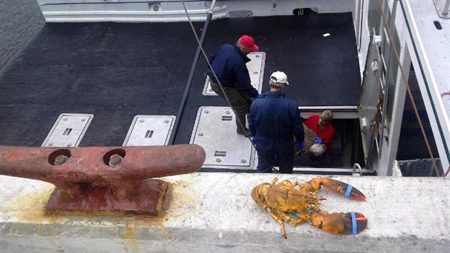 Des pêcheurs de homard s'unissent pour améliorer leur sort | Radio-Canada