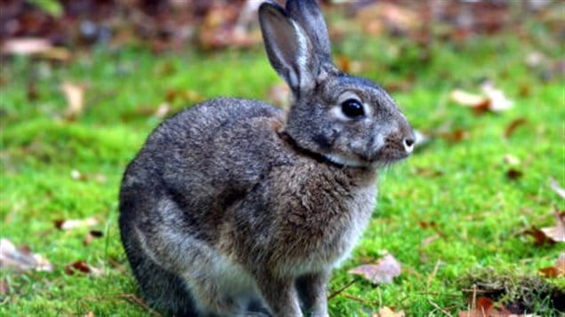 La faune manitobaine pourrait souffrir des températures clémentes ...
